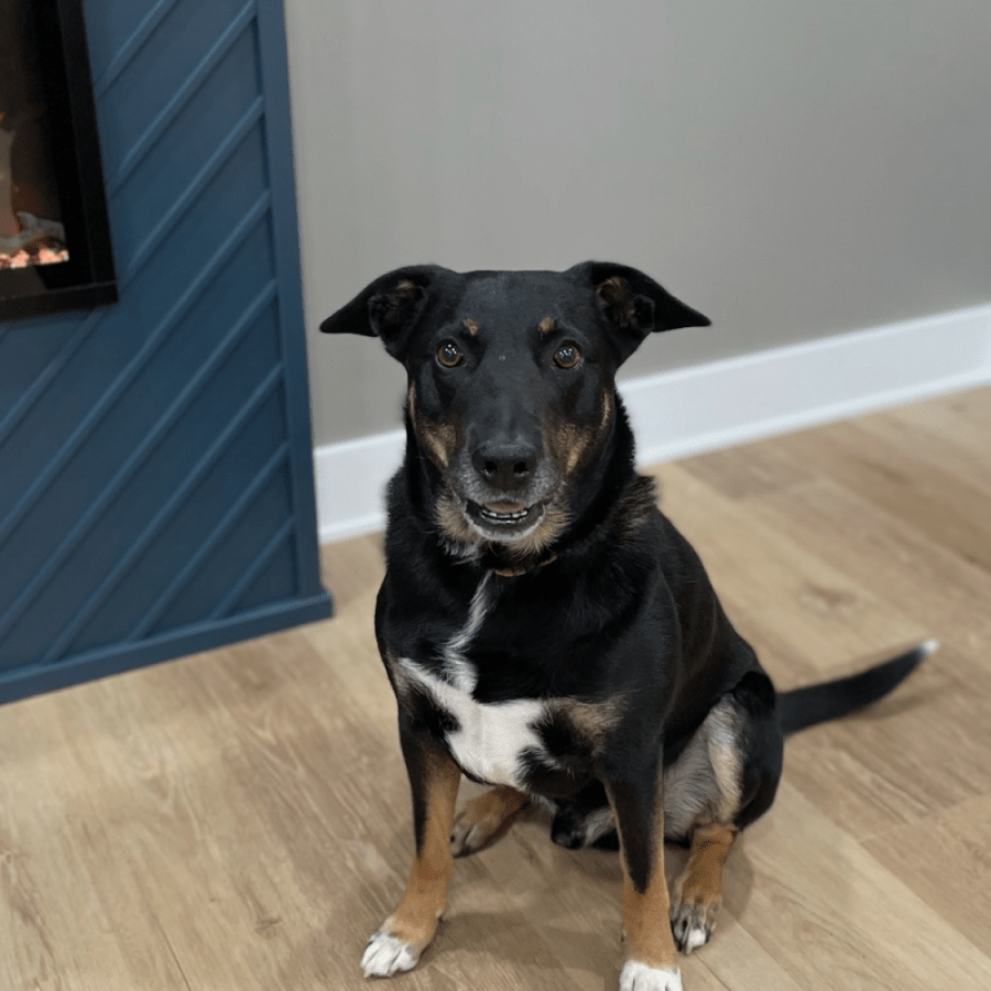 Luxury Vinyl Plank Flooring Installation Parma Ohio | Floorscapes Inc.